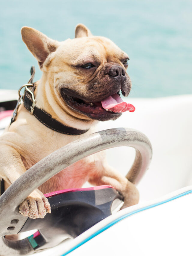 BOATING WITH YOUR BEST FRIEND – BOATERS BLOG